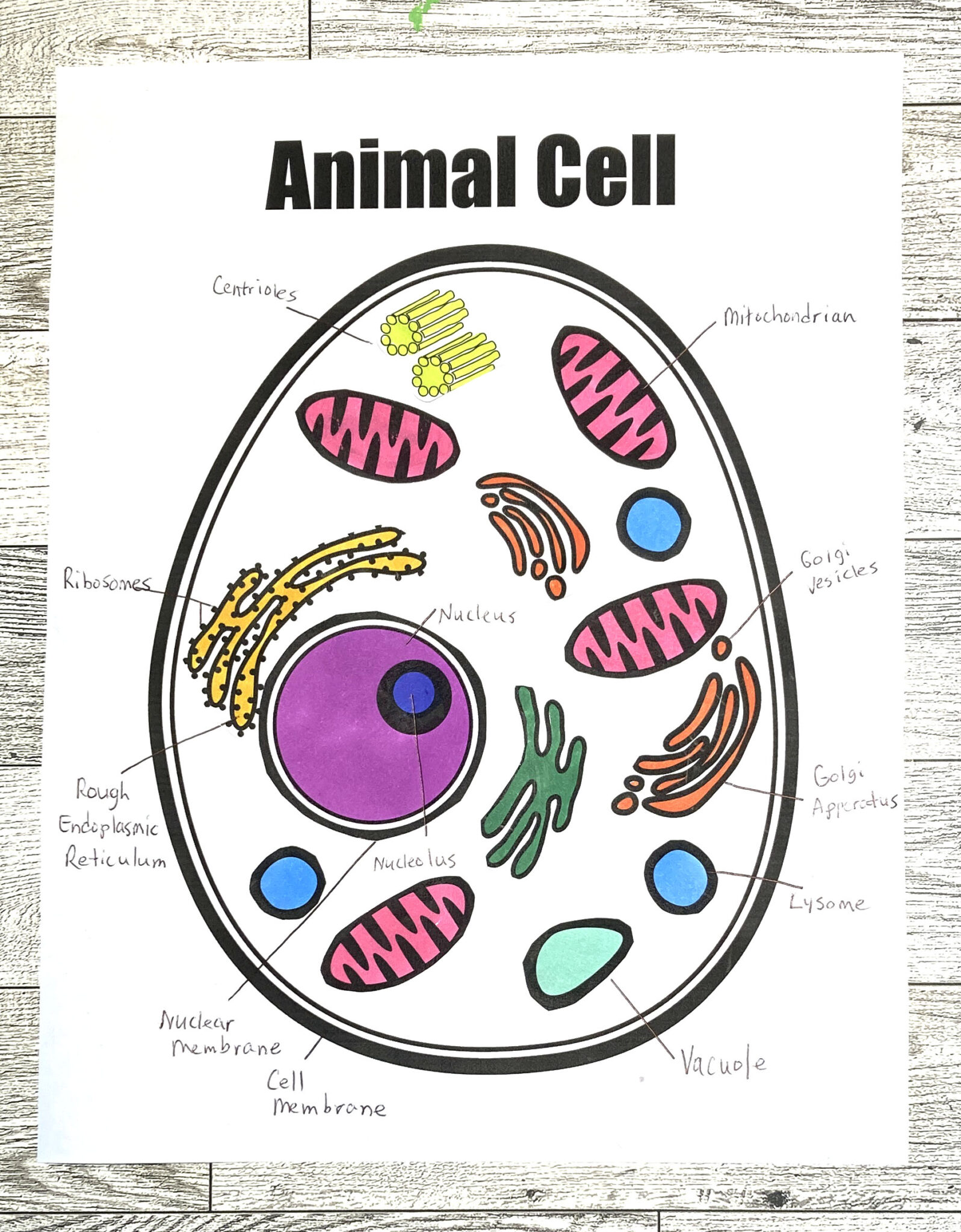 Animal Cell Coloring Sheet - Little Bins for Little Hands