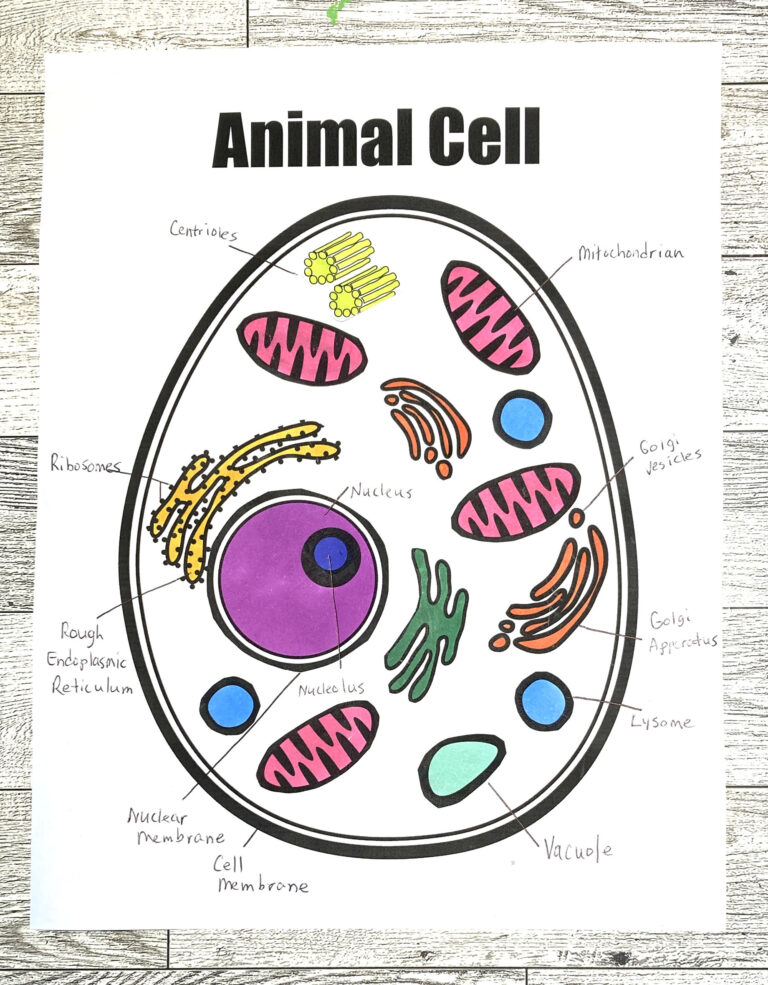 Animal Cell Coloring Sheet - Little Bins for Little Hands