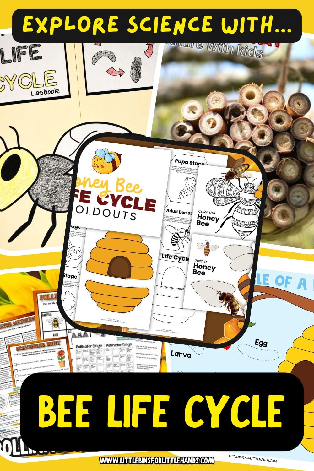 Life Cycle of a Bee - Little Bins for Little Hands