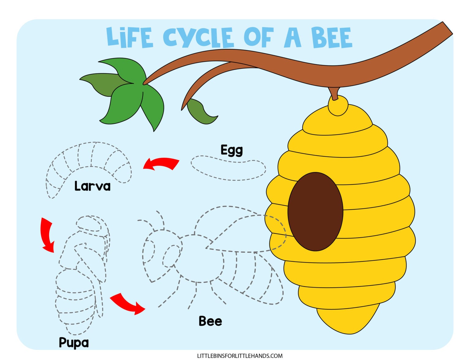 Life Cycle of a Bee - Little Bins for Little Hands