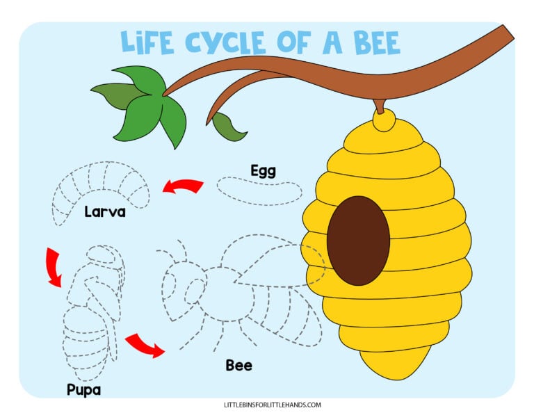 Life Cycle of a Bee - Little Bins for Little Hands