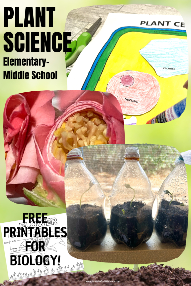 Plant Experiments for Kids | Little Bins for Little Hands