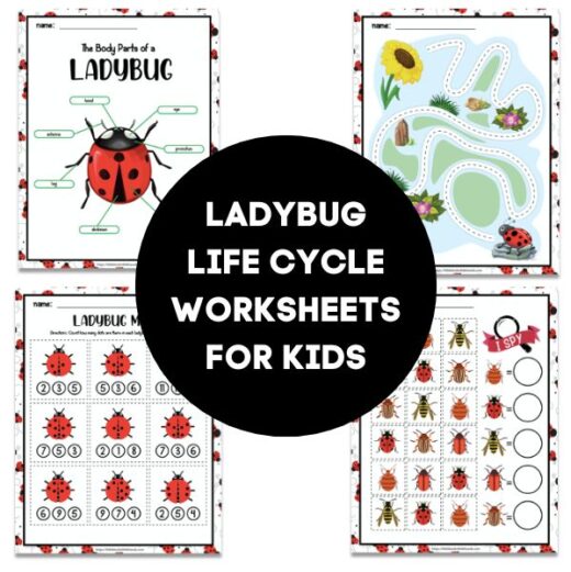 Ladybug Life Cycle For Kids - Little Bins for Little Hands