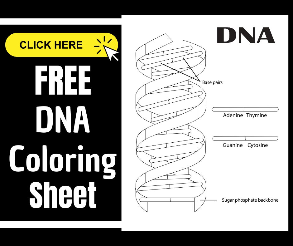 DNA Coloring Worksheet - Little Bins for Little Hands