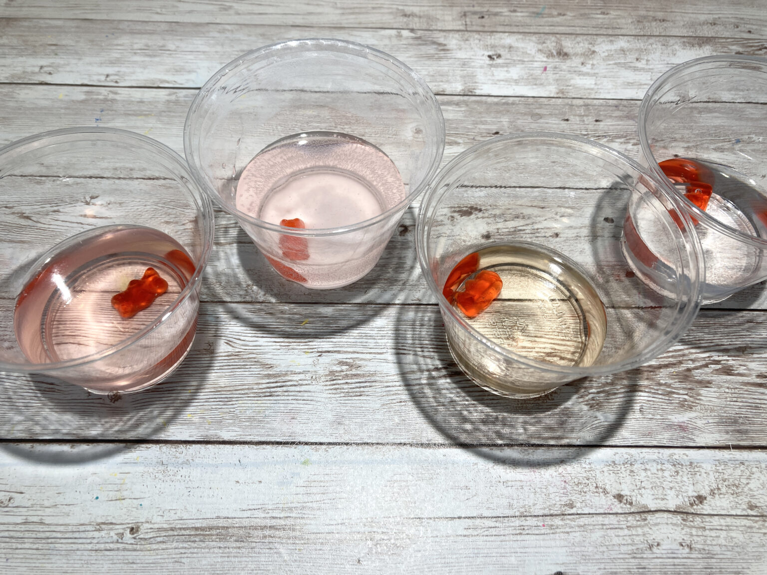 Gummy Bear Osmosis Experiment - Little Bins for Little Hands