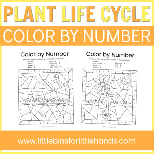 Plant Life Cycle Color By Number - Little Bins for Little Hands