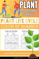Plant Life Cycle Color By Number - Little Bins for Little Hands