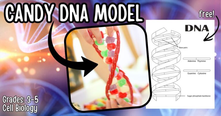 Candy DNA Model for Kids (Easy Edible DNA Activity)