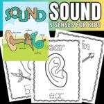20 Engaging 5 Senses Activities - Little Bins for Little Hands