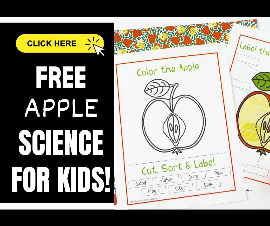 Parts of an Apple Activity - Little Bins for Little Hands