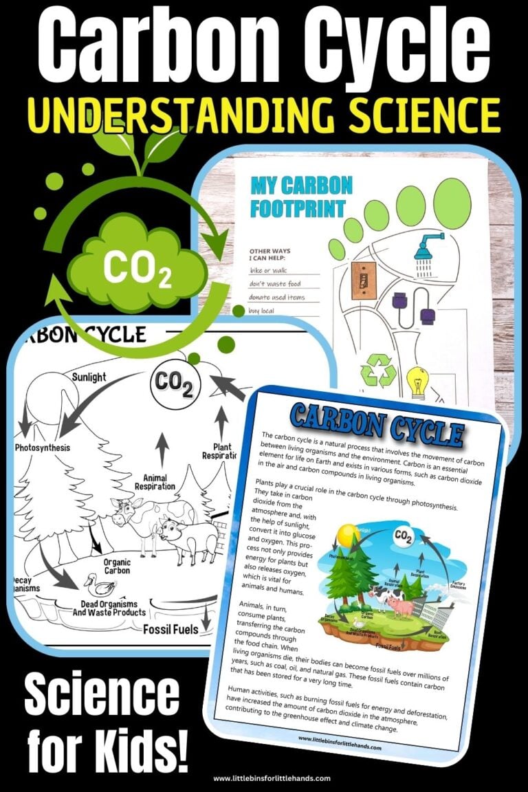 What Is The Carbon Cycle - Little Bins for Little Hands