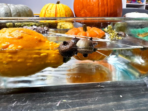 Fall Sink or Float Experiment for Kids
