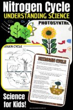 Nitrogen Cycle Activities for Kids