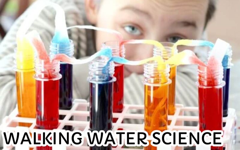 Walking Water Experiment - Little Bins for Little Hands