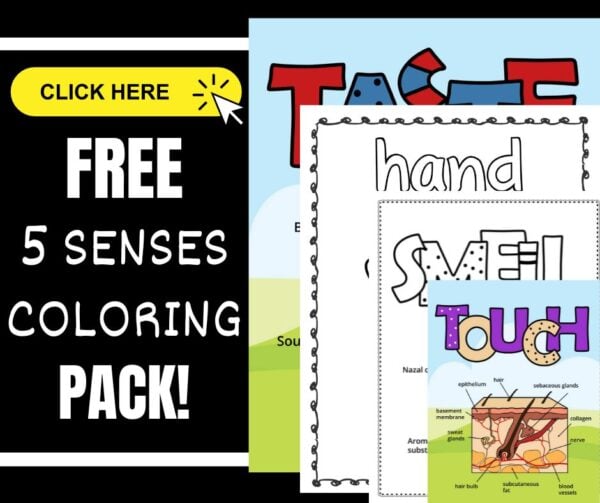 5 Senses Coloring Pages - Little Bins for Little Hands