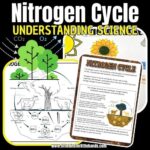Life Cycle Worksheets - Little Bins for Little Hands