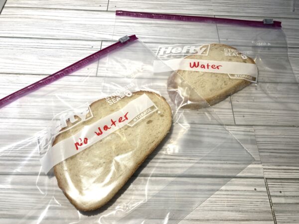 Easy Bread Mold Experiment for Kids | Microbiology Science