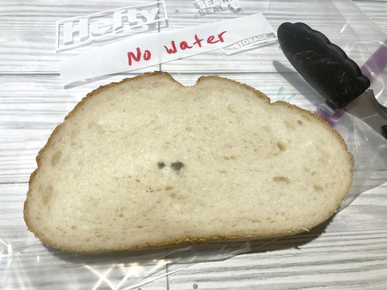 Easy Bread Mold Experiment for Kids | Microbiology Science