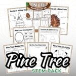 Life Cycle of a Pine Tree - Little Bins for Little Hands