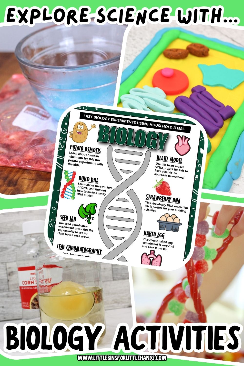 Biology Experiments for Kids (Free Printables)
