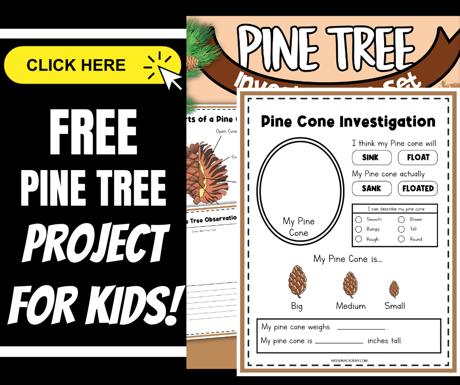 Life Cycle of a Pine Tree - Little Bins for Little Hands