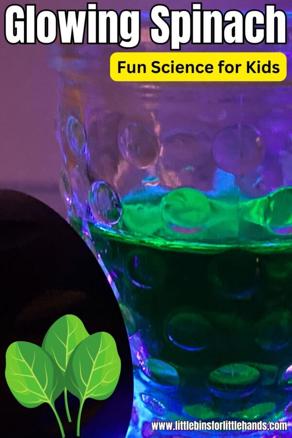 Glowing Spinach Experiment - Little Bins for Little Hands