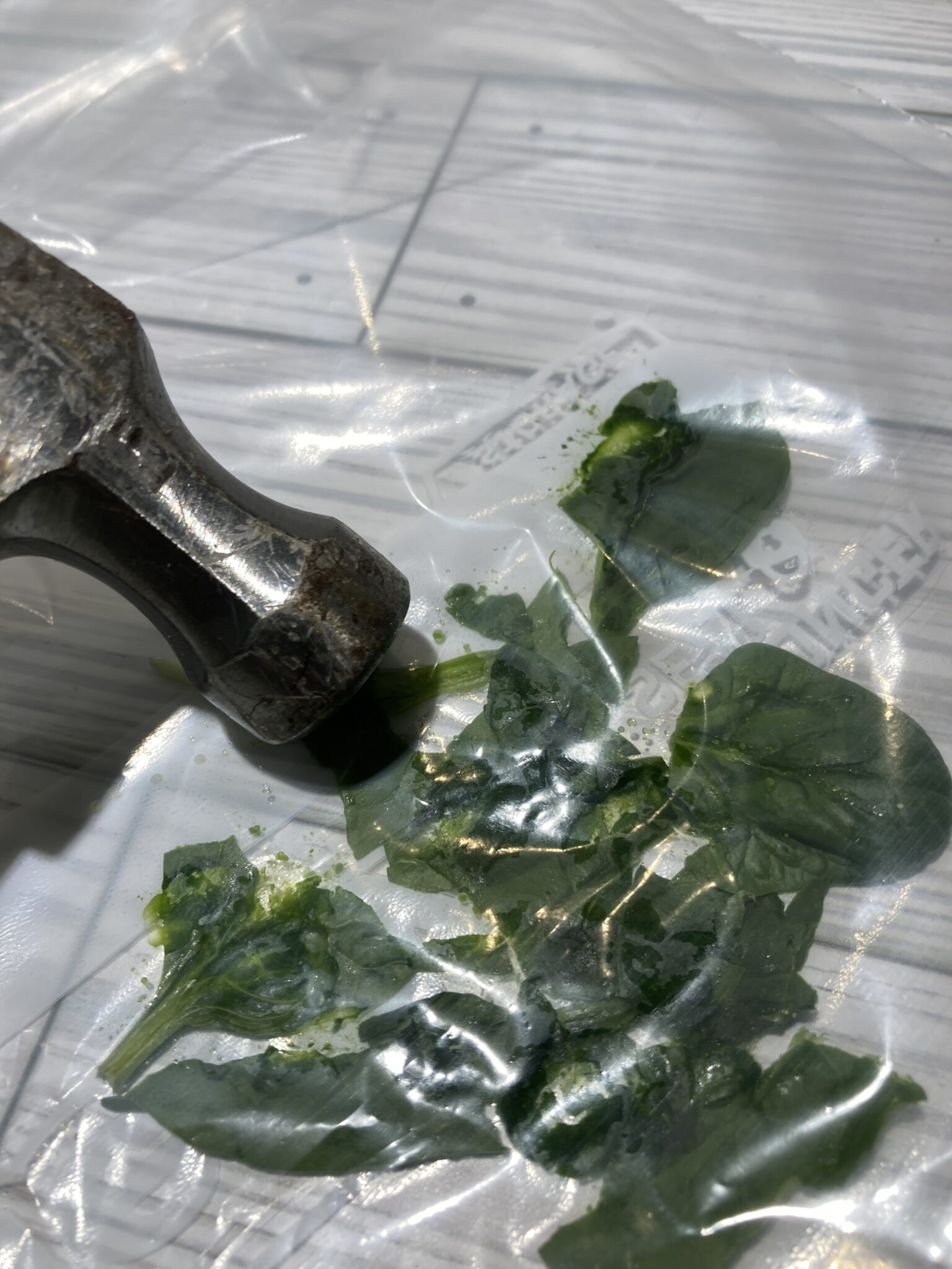Glowing Spinach Experiment - Little Bins for Little Hands