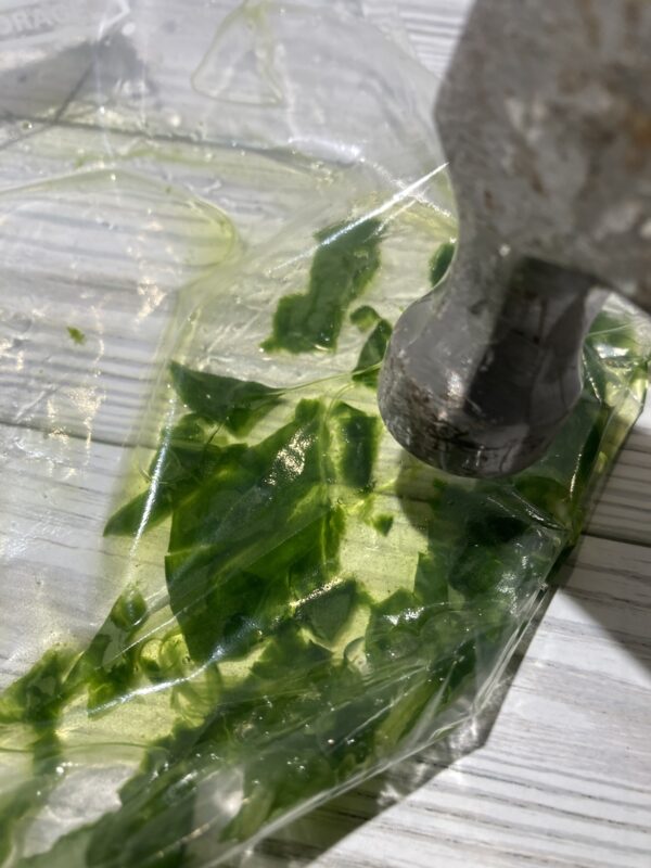 Glowing Spinach Experiment - Little Bins for Little Hands