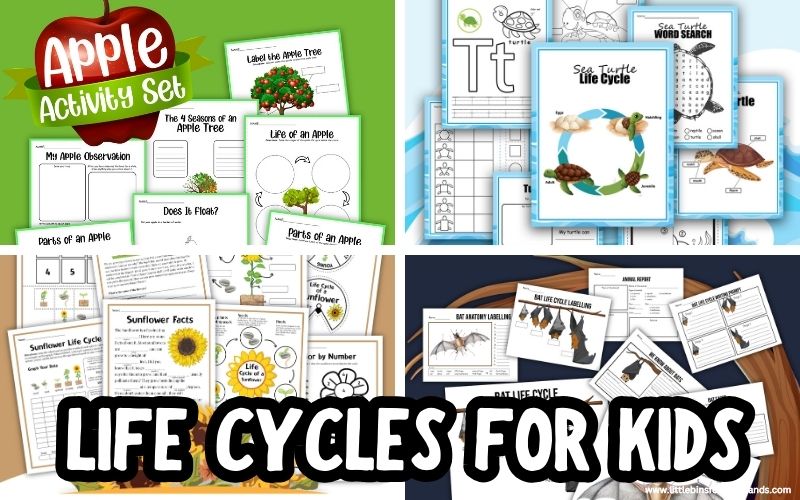 Life Cycle Worksheets - Little Bins for Little Hands