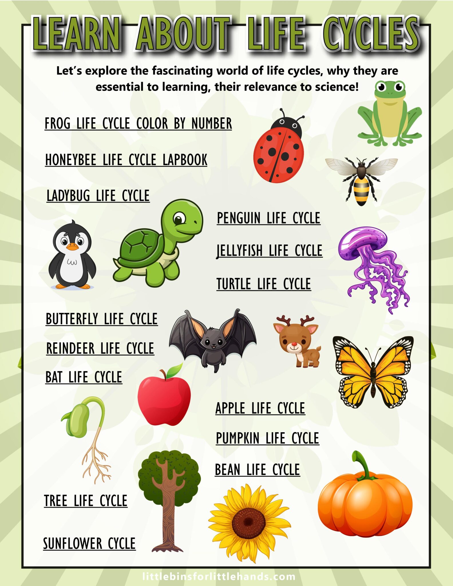 Life Cycle Worksheets - Little Bins for Little Hands