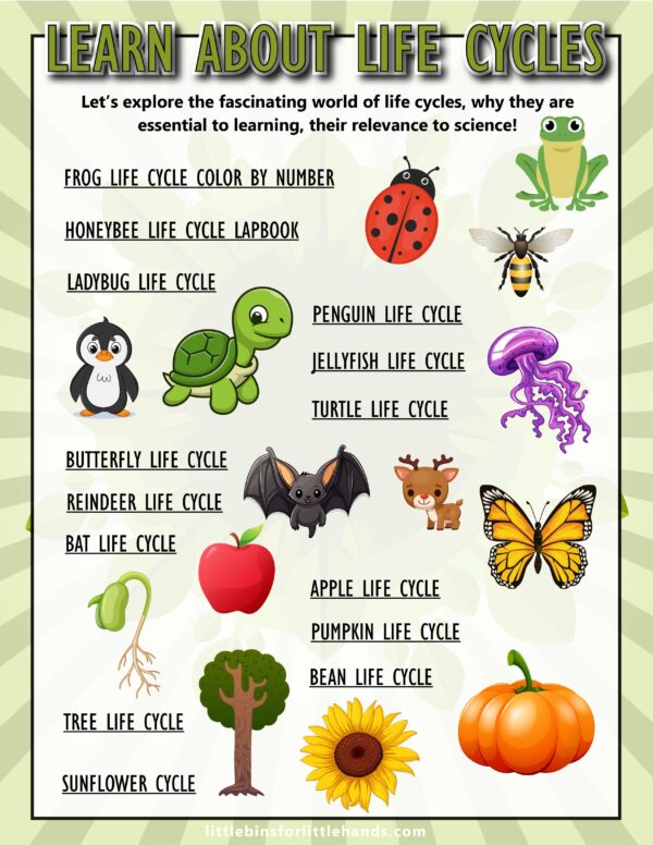 Life Cycle Worksheets - Little Bins for Little Hands