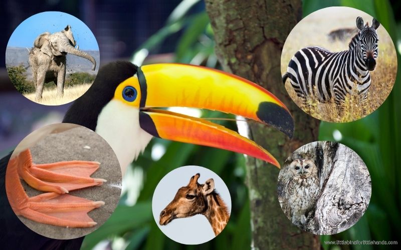 Animal Adaptations Activities - Little Bins for Little Hands