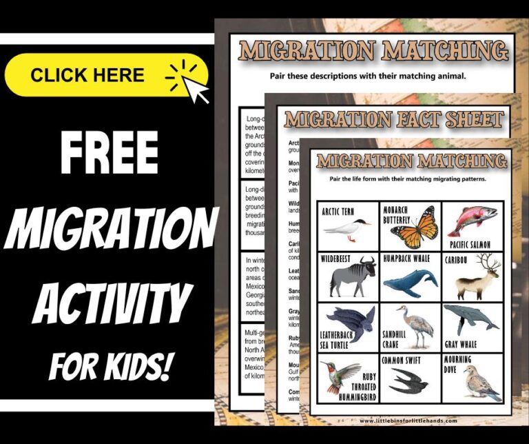 Animal Migration Activities - Little Bins for Little Hands