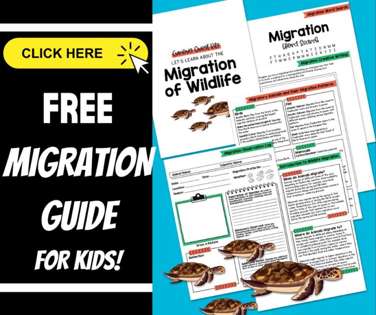 Animal Migration Activities - Little Bins for Little Hands