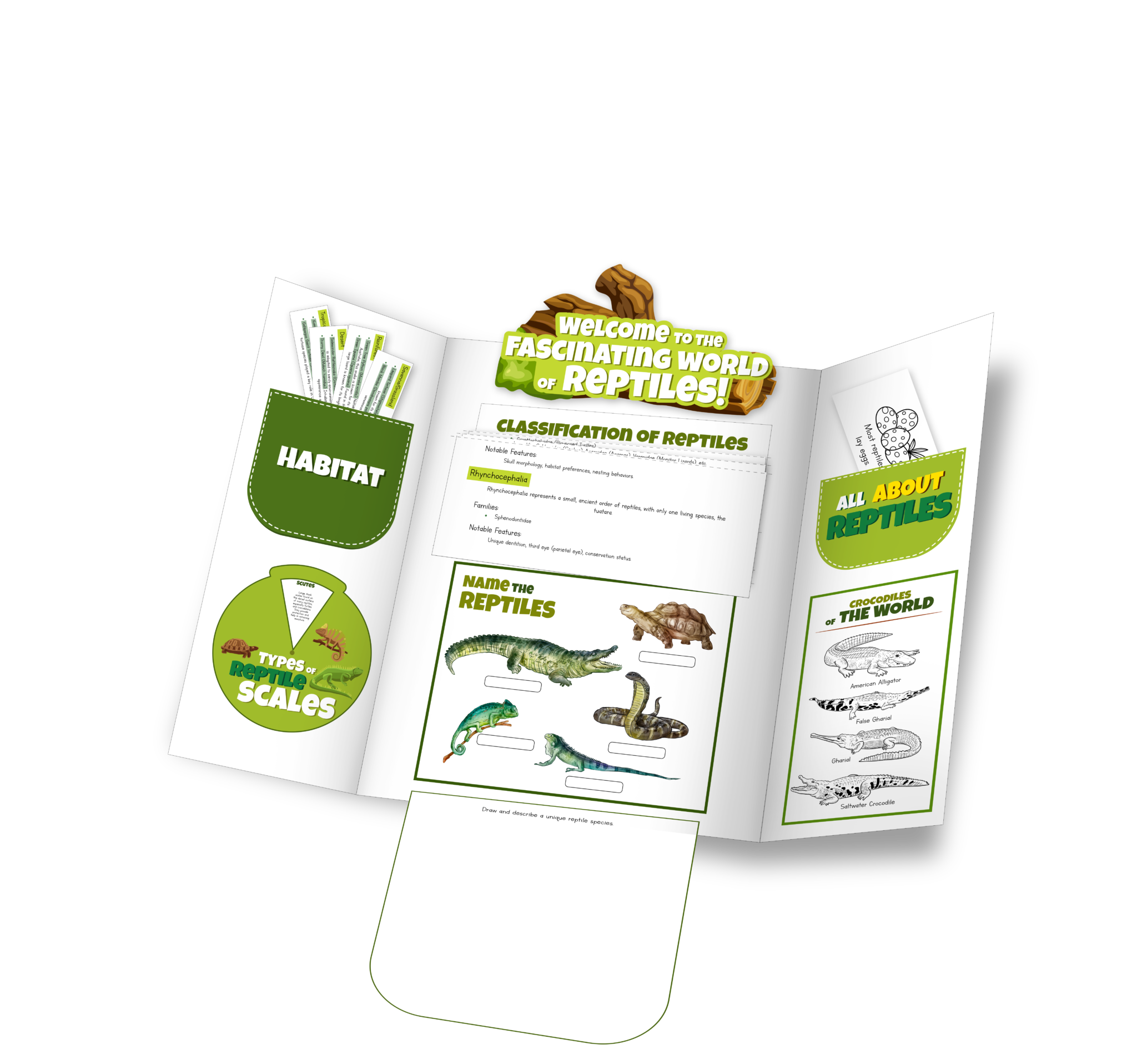 Reptile Worksheets and Lapbook Activity - Little Bins for Little Hands