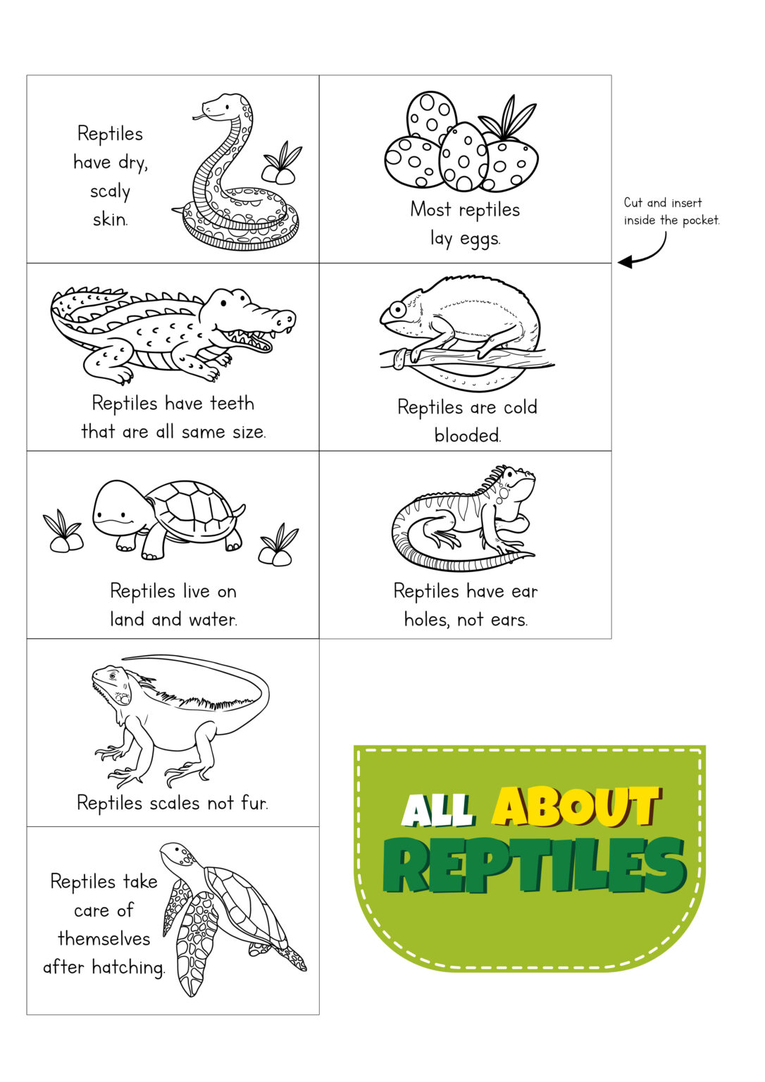 Reptile Worksheets and Lapbook Activity - Little Bins for Little Hands