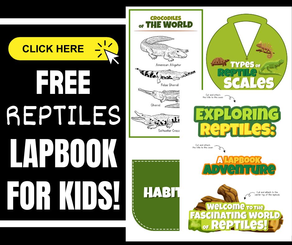 Reptile Worksheets and Lapbook Activity - Little Bins for Little Hands