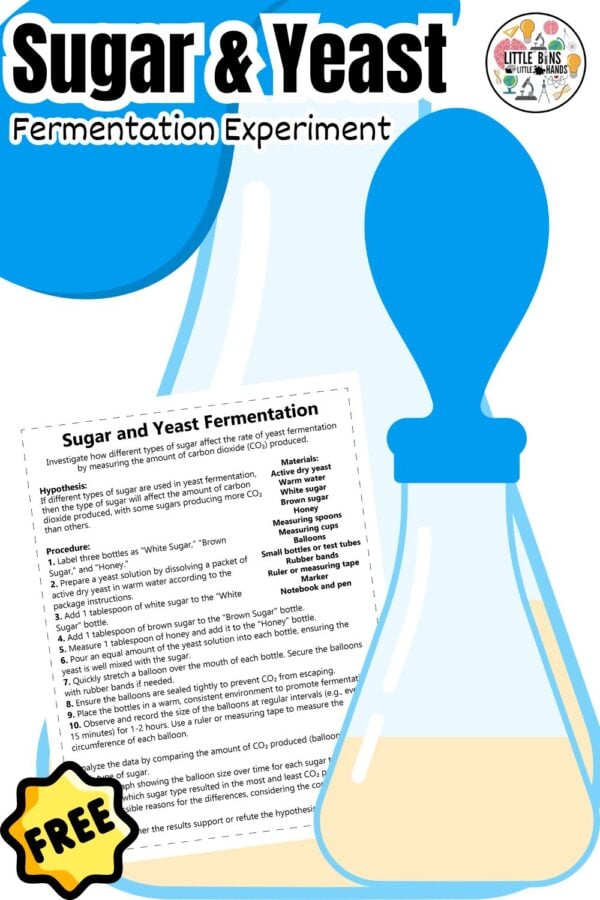 Sugar and Yeast Experiment with Fermentation