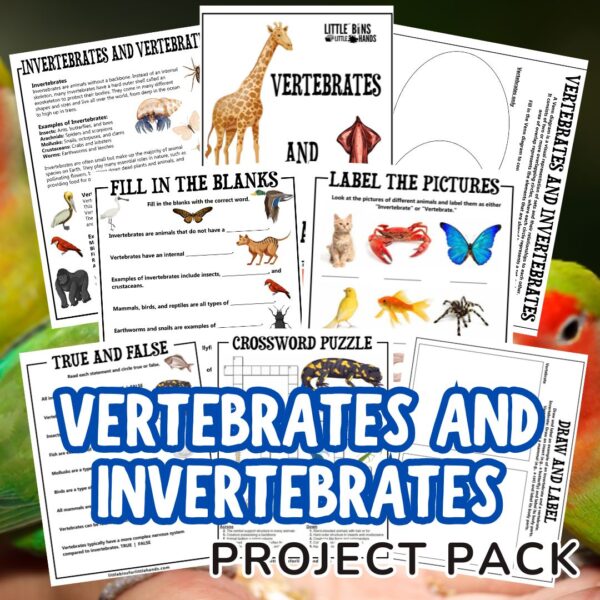 Animal Classification Activities - Little Bins for Little Hands