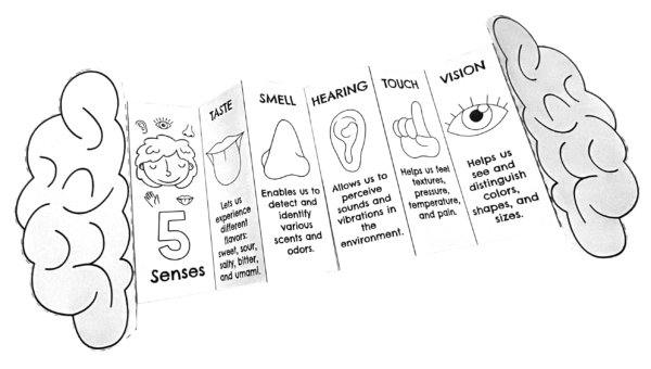 5 Senses Flip Book Activity - Little Bins for Little Hands