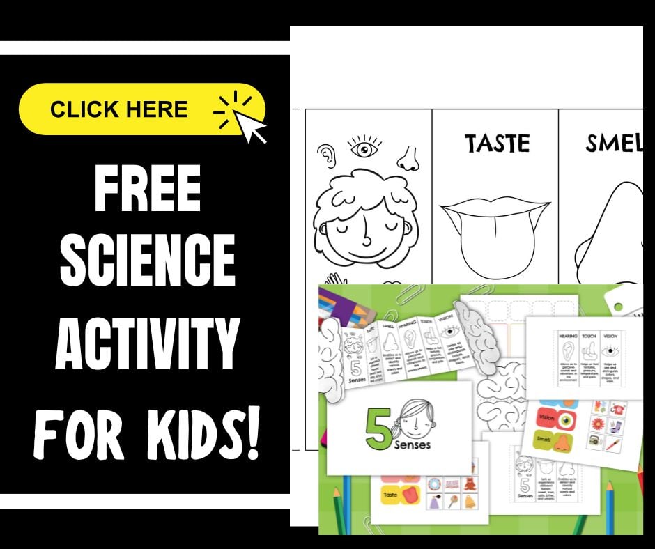 5 Senses Flip Book Activity - Little Bins for Little Hands