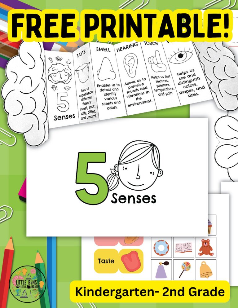 5 Senses Flip Book Activity - Little Bins for Little Hands