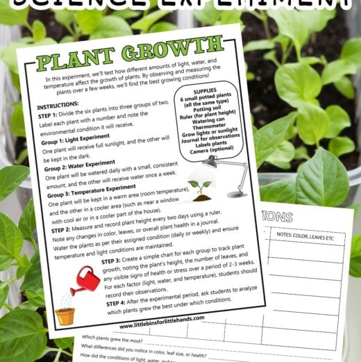 Plant Growth Experiment for Kids