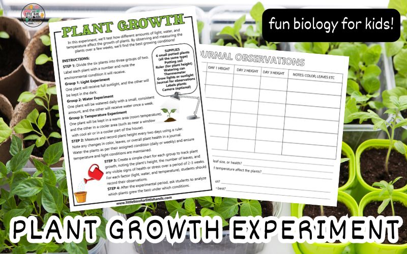 Plant Growth Experiment for Kids