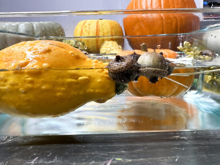 Fall Sink or Float Experiment for Kids