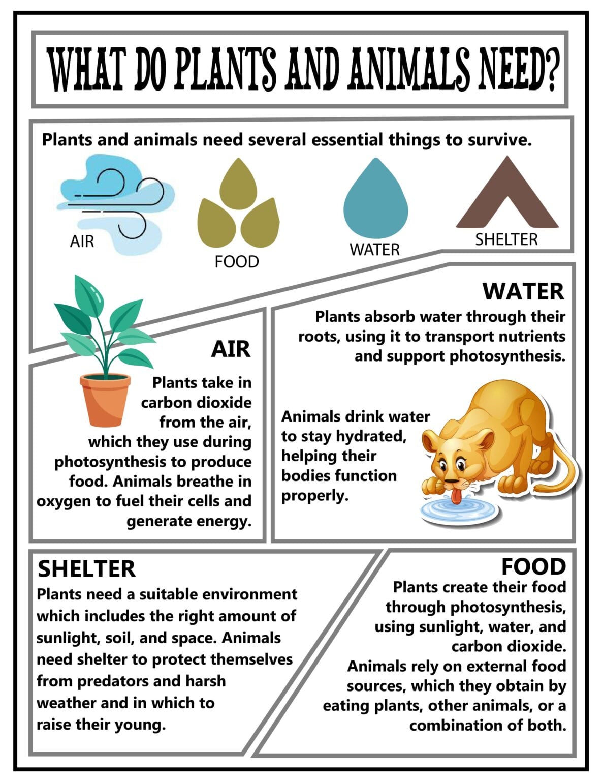 Plant and Animal Needs Worksheets