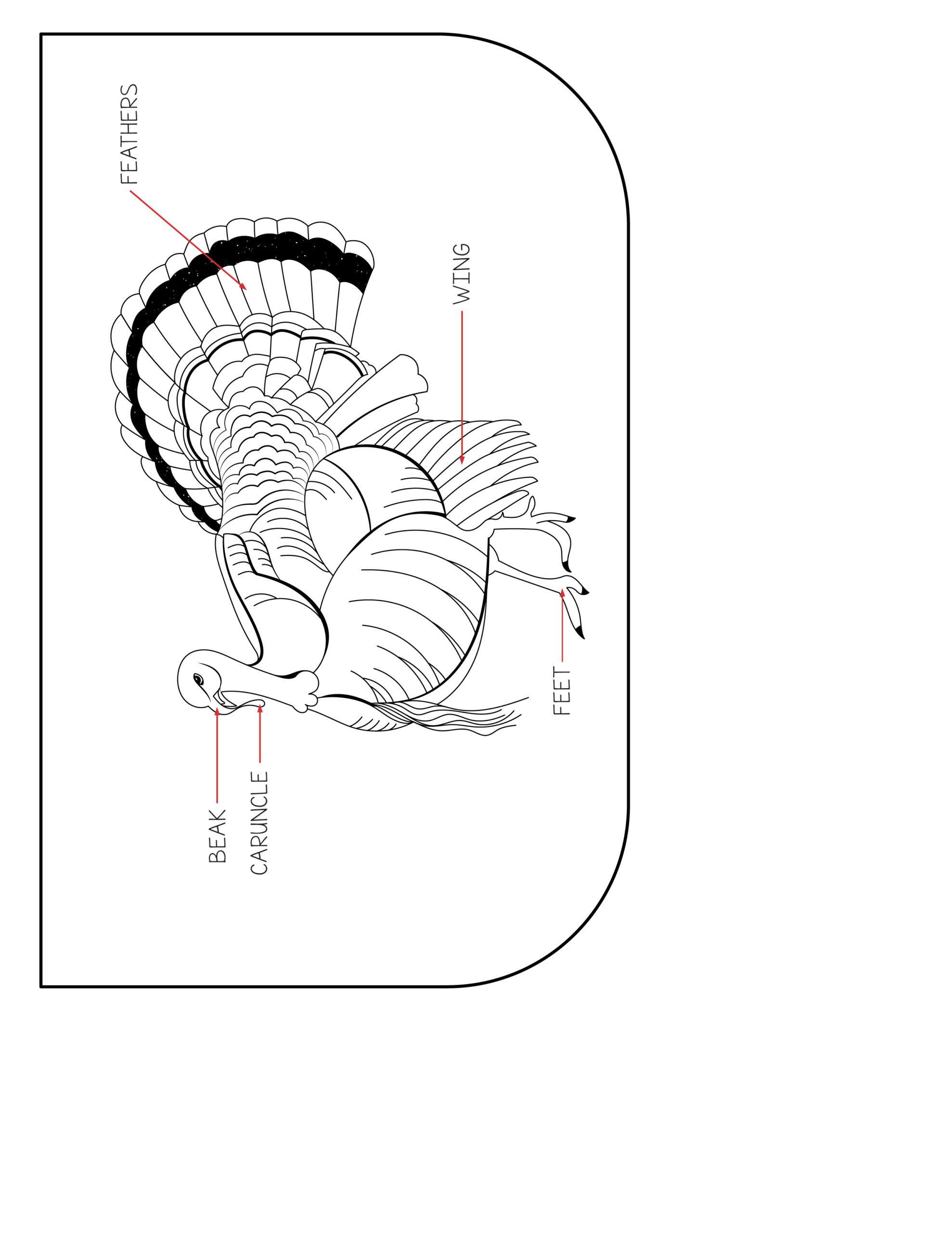 Turkey Lapbook for Kids (Free Printable)