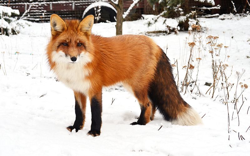 Winter Food Chain Activities for Kids