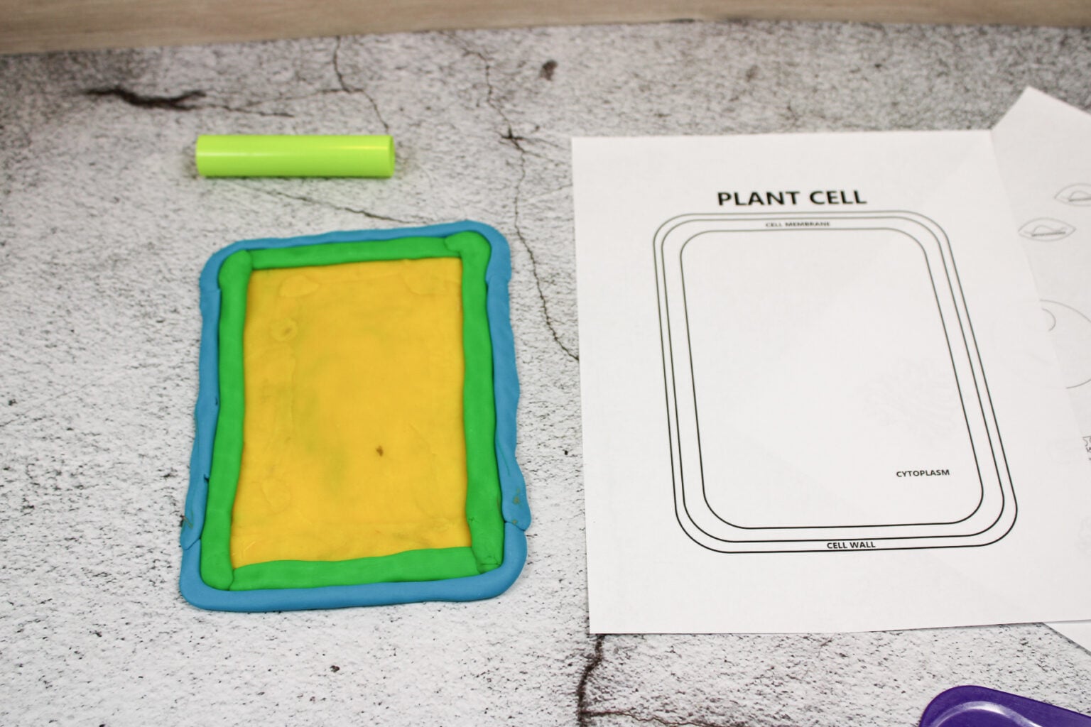 Playdough Plant Cell Model for Kids