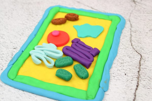 Playdough Plant Cell Model for Kids
